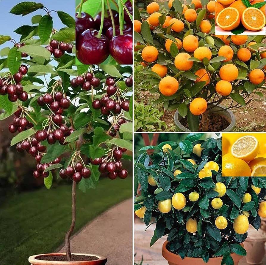 Bonsai Apple Tree vs Bonsai Orange Tree: A Comparison Guide Bonsai Apple Tree vs Bonsai Orange Tree: A Comparison Guide